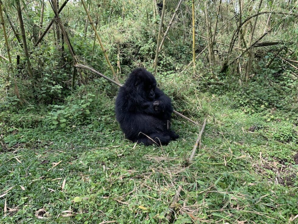 Rwanda: Gorillas in Our Midst | Ariane Zurcher